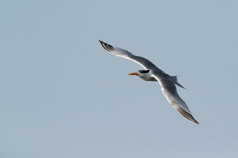 Terns are Seabirds in the Family Sternidae Stock Photo - Image of terns ...