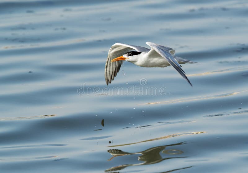 Terns are Seabirds in the Family Sternidae Stock Photo - Image of fauna ...