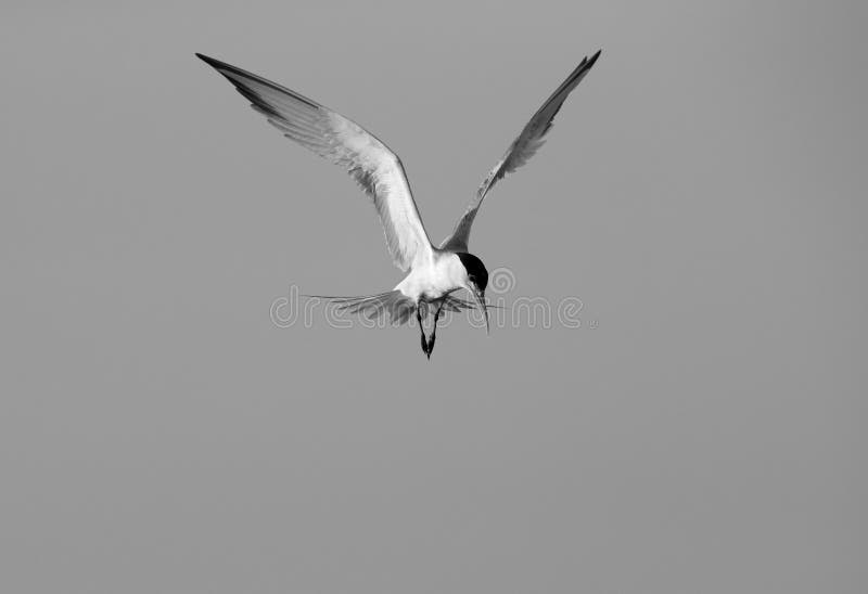 Terns are Seabirds in the Family Sternidae Stock Photo - Image of grey ...