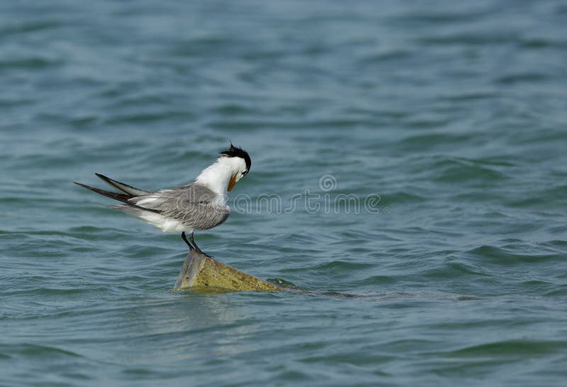 Lesser Crested Tern Preening Its Feather Stock Photo - Image of ...