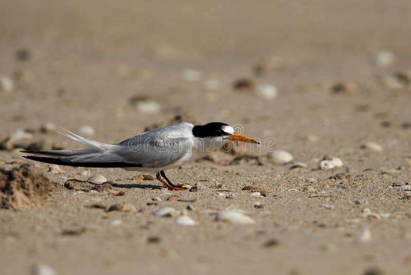 Terns are Seabirds in the Family Sternidae Stock Image - Image of ...