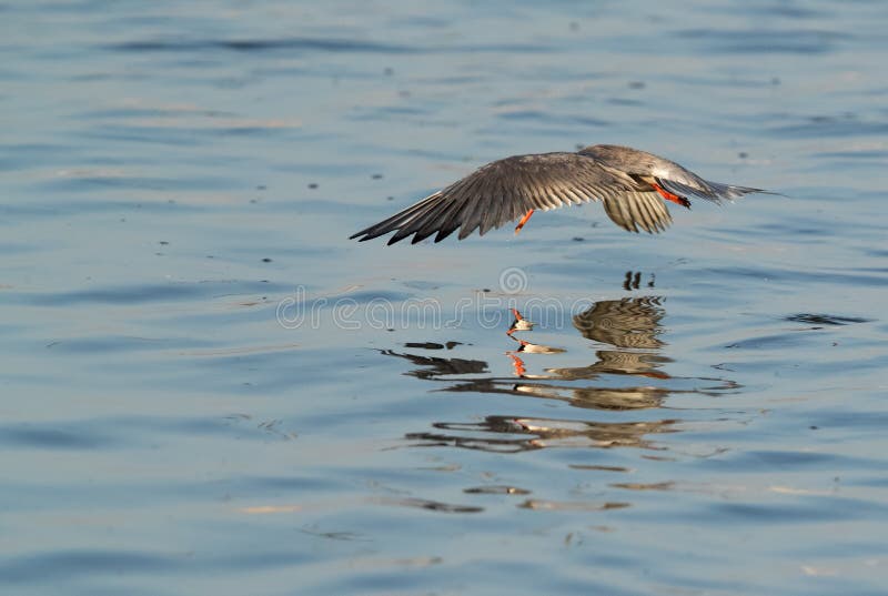 Terns are Seabirds in the Family Sternidae Stock Photo - Image of ...