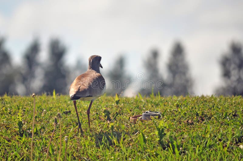 474 Tero Stock Photos - Free & Royalty-Free Stock Photos from Dreamstime