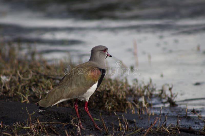 Tero (Uruguay S National Bird) Stock Image - Image of grass, chilensis ...