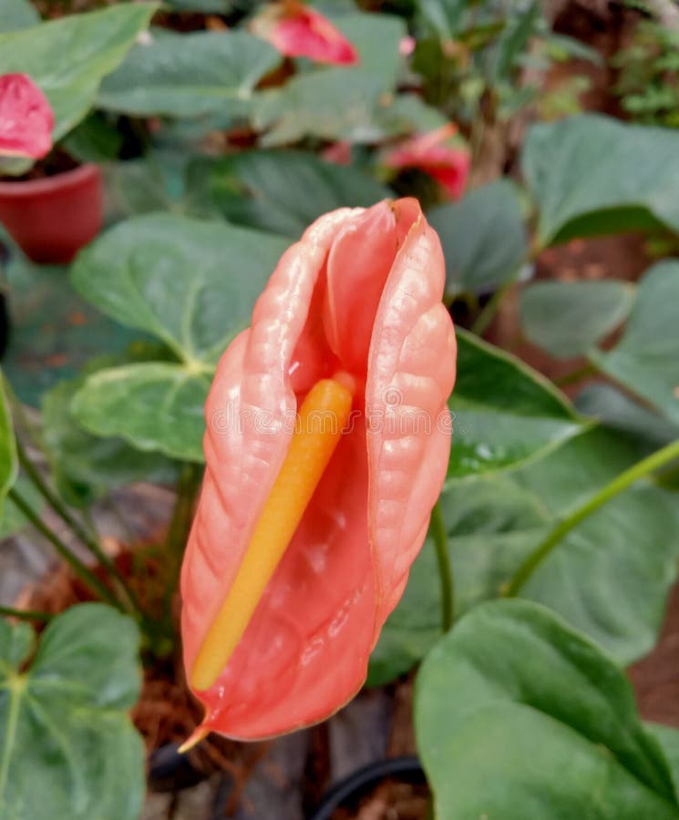 Terra Anthurium Flowers Plants Stock Photo - Image of tera, flowers ...