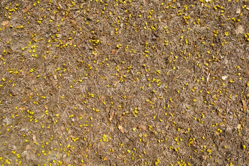 Terra da flor foto de stock. Imagem de amarelo, textura - 40103126