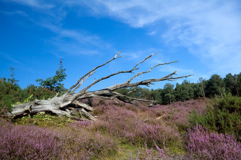 Terra da urze imagem de stock. Imagem de cenas, povos - 26645733