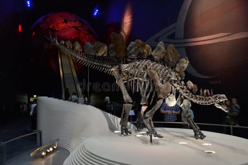 Terra Hall Stegosaurus Natural History Museum Londra Fotografia ...