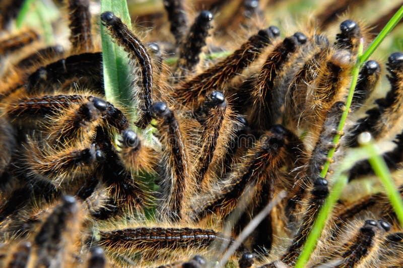 Terra-lacaio imagem de stock. Imagem de prado, mola, rastejamento ...