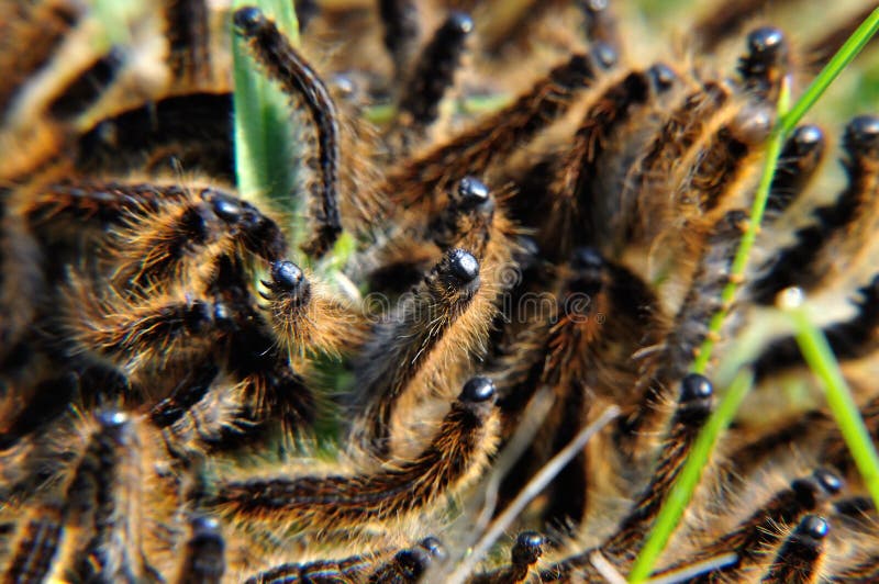 Terra-lacaio imagem de stock. Imagem de prado, mola, rastejamento ...