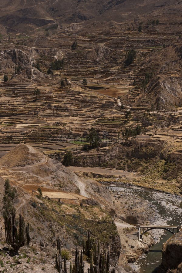 Terrace Farm in Colca Canyon Stock Image - Image of precipice, hills ...