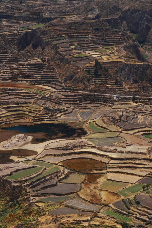 Terrace Farm in Colca Canyon Stock Image - Image of latino, range: 23668087