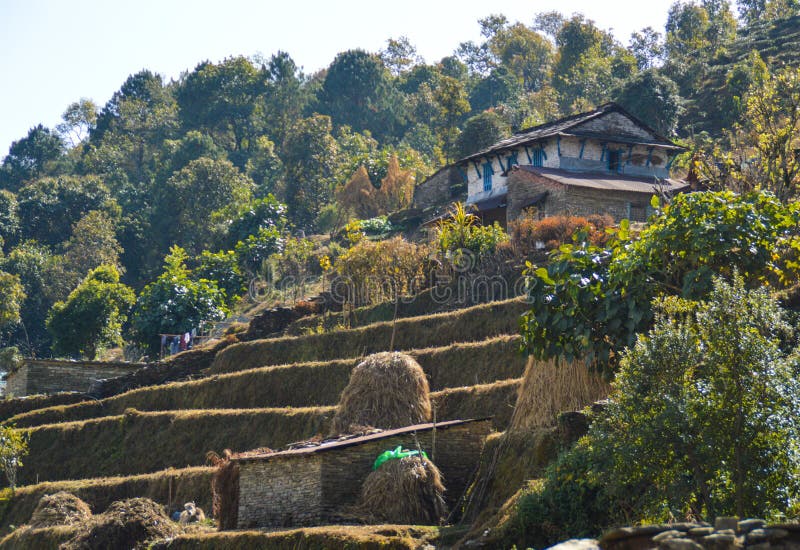 Terrace farm stock photo. Image of working, farming, vegetables - 96853866