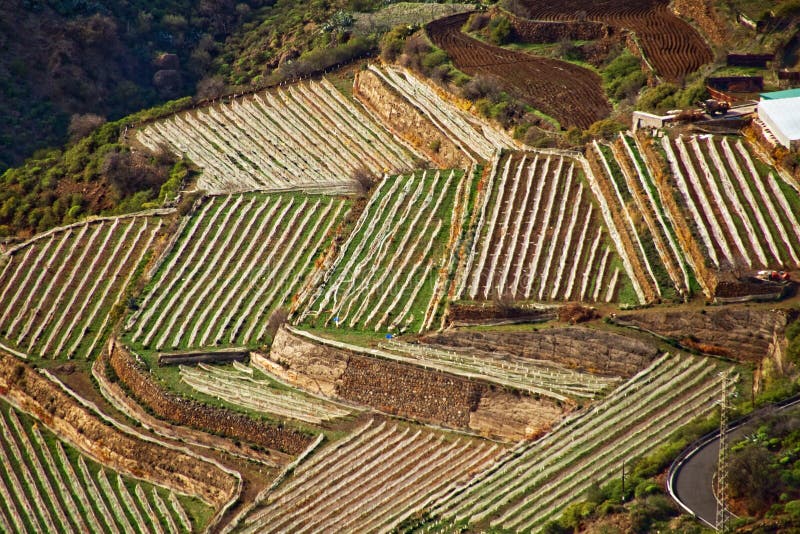 Terrace Farming stock photo. Image of hills, agriculture - 4156358