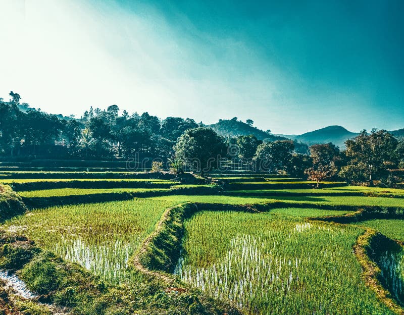 Terrace Farming Stock Illustrations – 488 Terrace Farming Stock ...