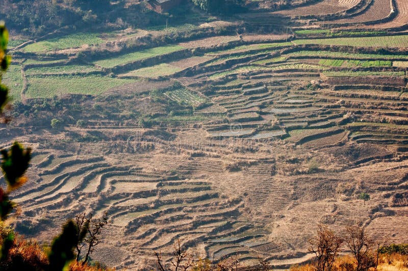 Terrace field stock image. Image of hilltop, environment - 12533631