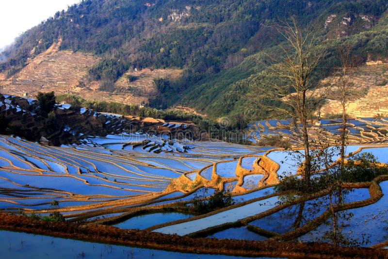 Terrace field stock image. Image of ecology, chinese - 27772505