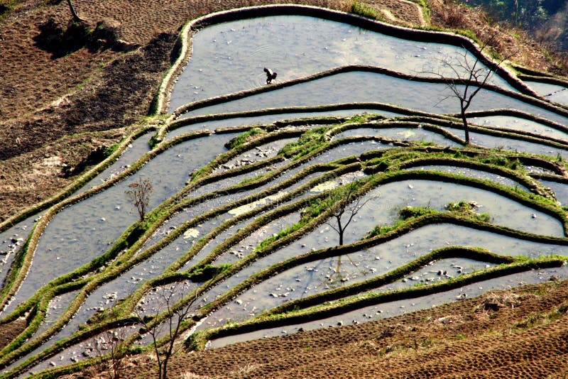 Terrace Field Picture. Image: 4473233