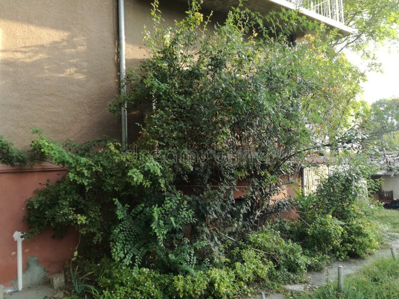 The Terrace of the House Overgrown by the Plant Stock Image - Image of ...