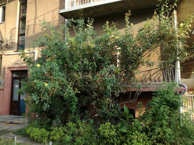 The Terrace of the House Overgrown by the Plant Stock Photo - Image of ...