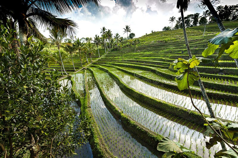 Terrace Paddy Field New Planting Stock Image - Image of plant, tree ...
