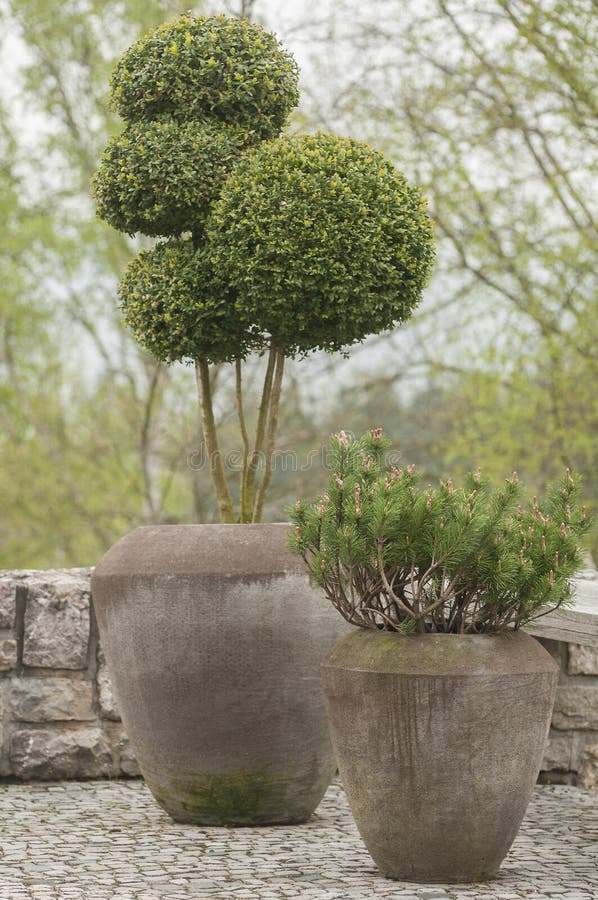 Terrace plant stock photo. Image of stone, plant, green - 31048690