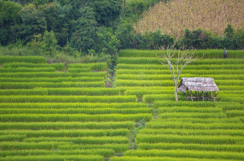 Terrace rice farm stock photo. Image of food, mountain - 153536444