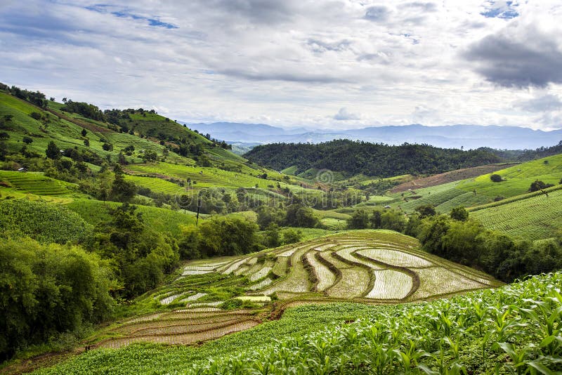 Terrace Rice Field Over the Mountain Stock Photo - Image of farm, asia ...