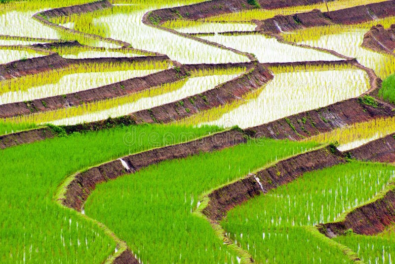 Terrace Rice Field, Chiang Mai, Thailand Stock Image - Image of paddies ...