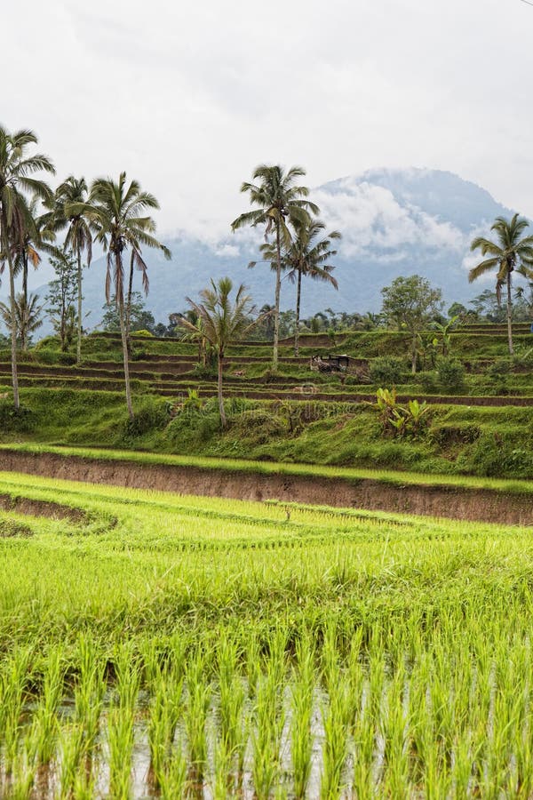 Terrace rice fields stock photo. Image of mountain, outdoor - 24439220