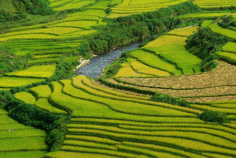 Terraced rice fields stock image. Image of outside, outdoors - 15693067
