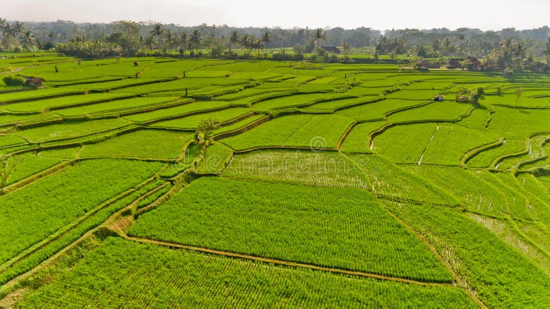 Terrace Rice Fields. Aerial View. Stock Photo - Image of landscape ...