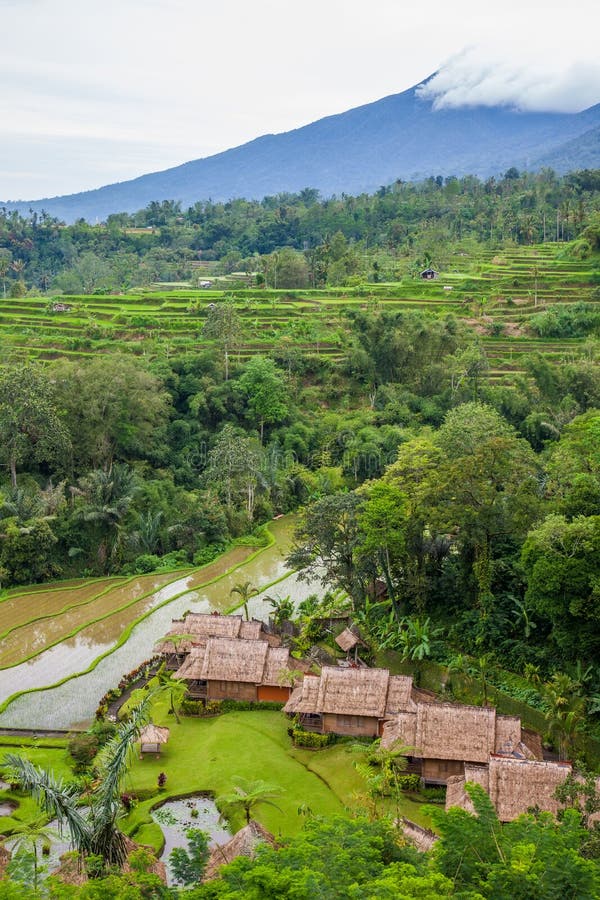 Terrace rice fields, Bali stock photo. Image of bali - 130495388