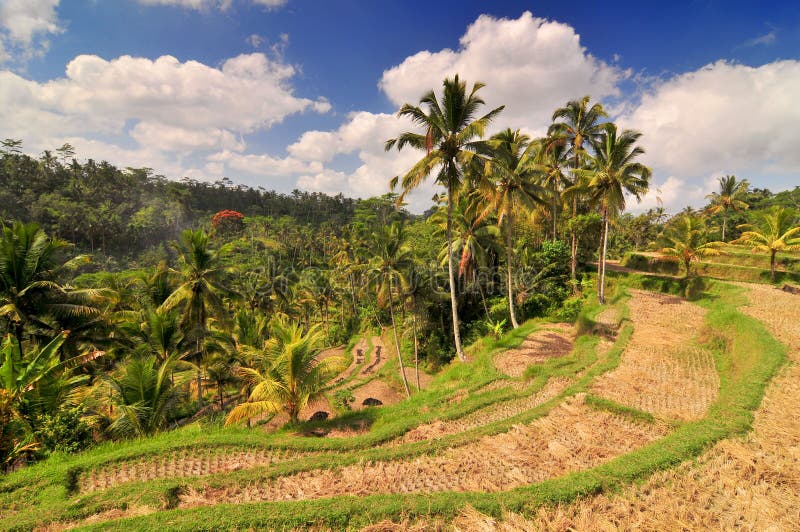 Terrace Rice Fields, Bali, Indonesia Stock Photo - Image of agriculture ...