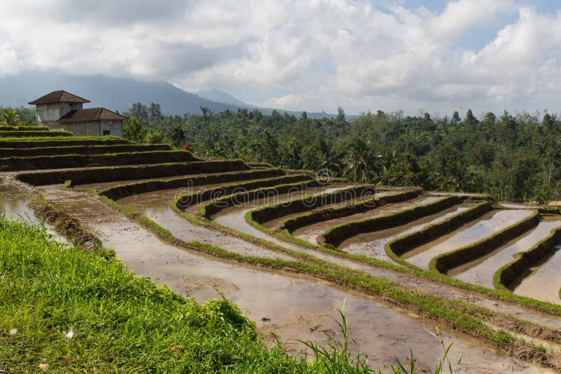 Terrace Rice Fields on Bali Stock Photo - Image of hill, farming: 33708954