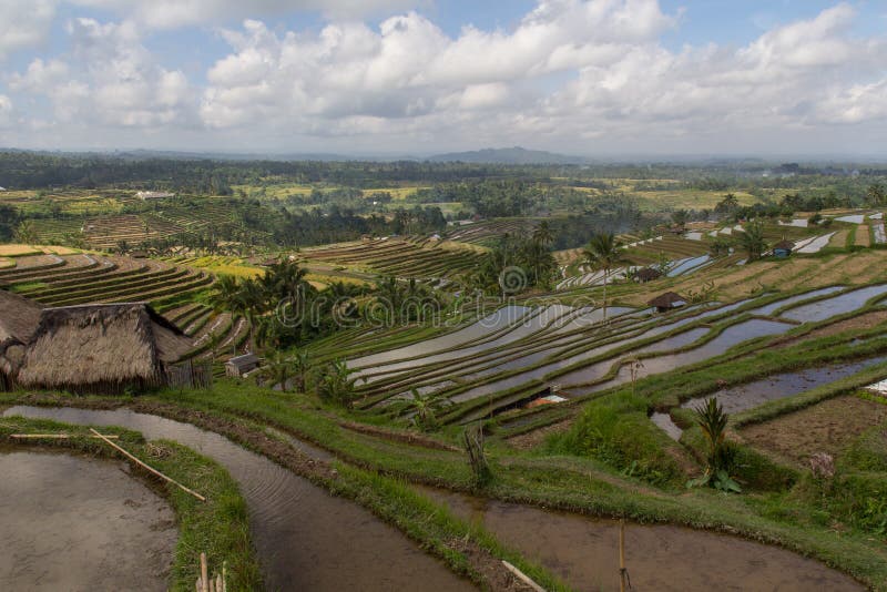 Terrace Rice Fields on Bali Stock Photo - Image of east, land: 33709170