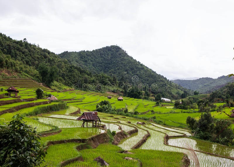 Terrace rice fields stock image. Image of agriculture - 32477021
