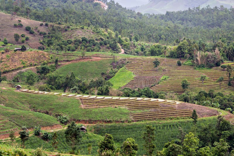 Terrace rice fields stock image. Image of fields, agriculture - 57825913