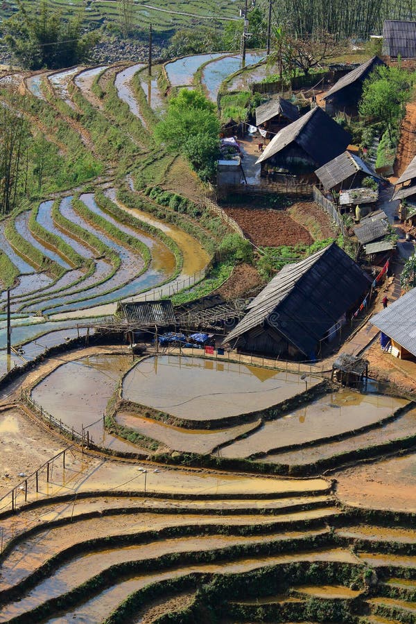 Terrace rice fields stock photo. Image of landscape, field - 78253576