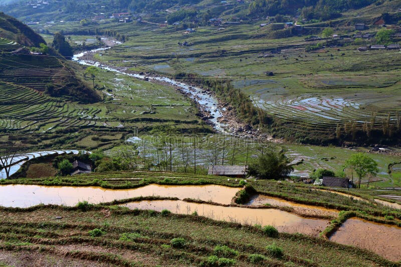 Terrace rice fields stock photo. Image of food, plant - 81522348