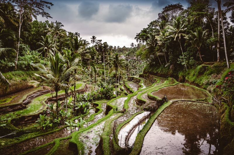 Terrace Rice Fields. Rice Fields on a Hill. Traditional Rice Fields in ...