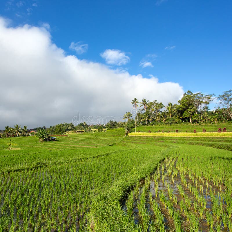 Terrace Rice Fields on a Sunny Day, Bali Stock Photo - Image of growth ...