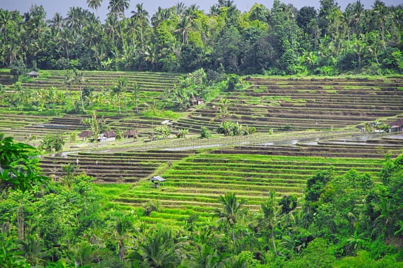 Terrace Rice Fields in Tegallalang, Ubud on Bali Stock Photo - Image of ...