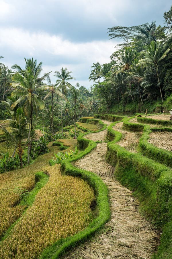 Terrace Rice Fields in Ubud Stock Image - Image of planting, lines ...
