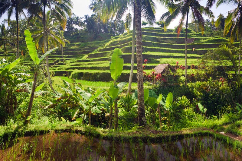 Terrace rice fields, Ubud stock photo. Image of farm - 42185752