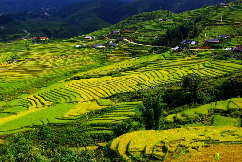 Terrace Rice Fields Vietnam Stock Image - Image of grains, food: 28921123