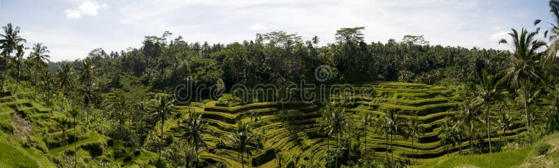Terrace Rice Paddy Field Picture. Image: 5060906