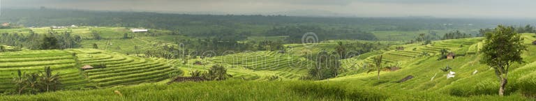 Terrace Rice Paddy Field stock image. Image of cultivated - 5196269