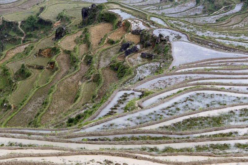 Terrace ridge like waves stock image. Image of farmers - 53641841