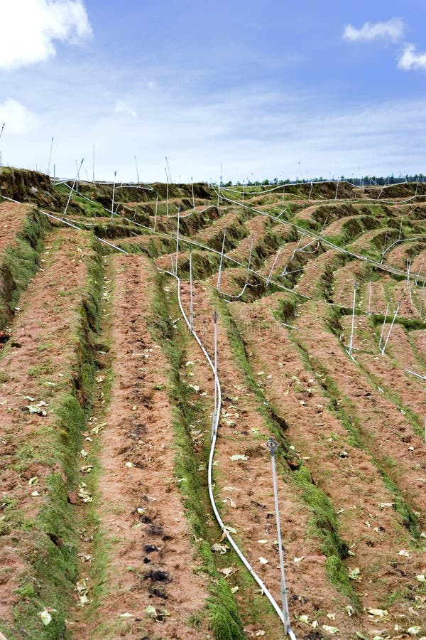 Terraced Farm after Harvest Stock Photo - Image of irrigation ...